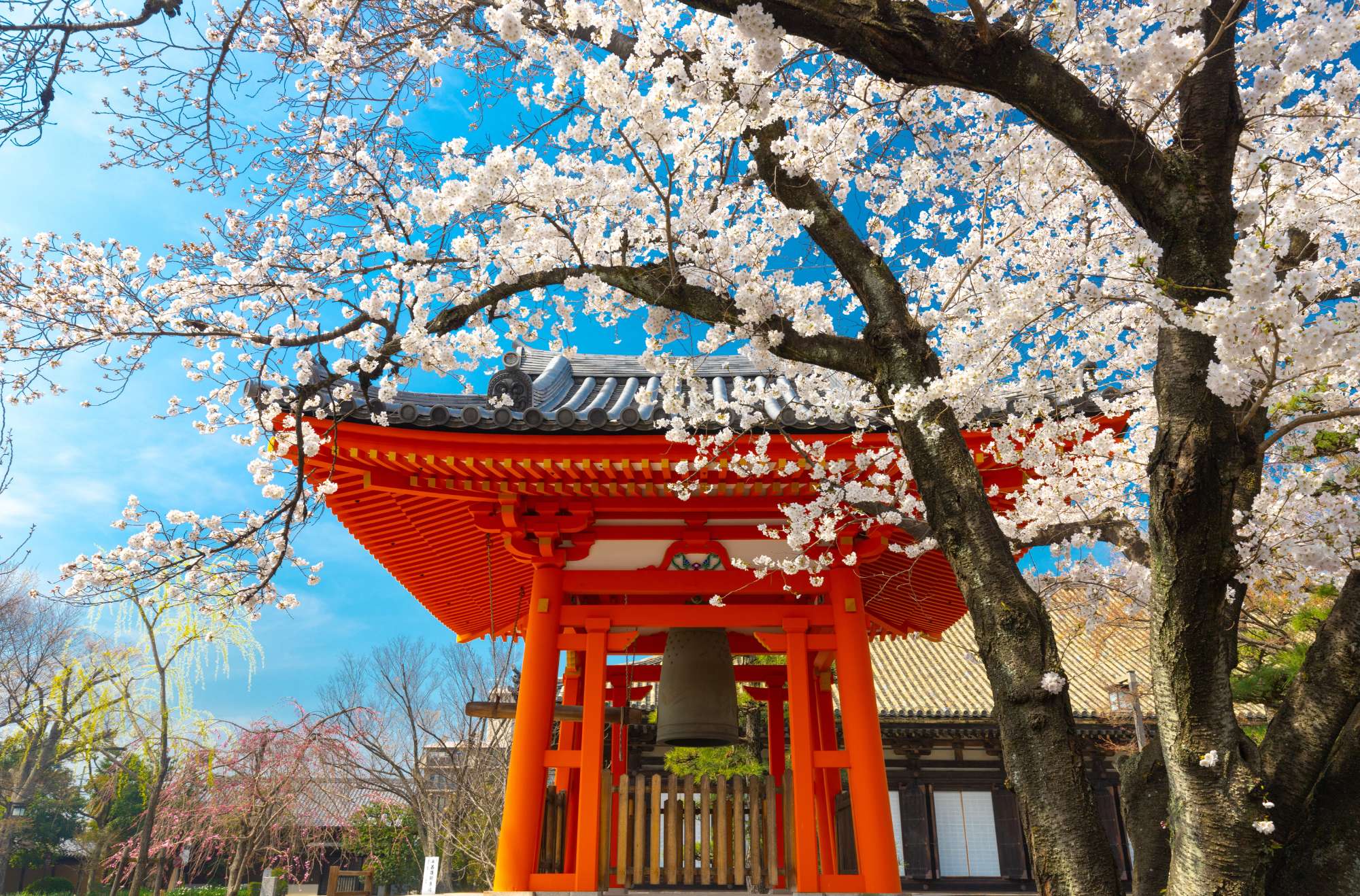 Ponti 2025: Le Migliori Offerte di Viaggio